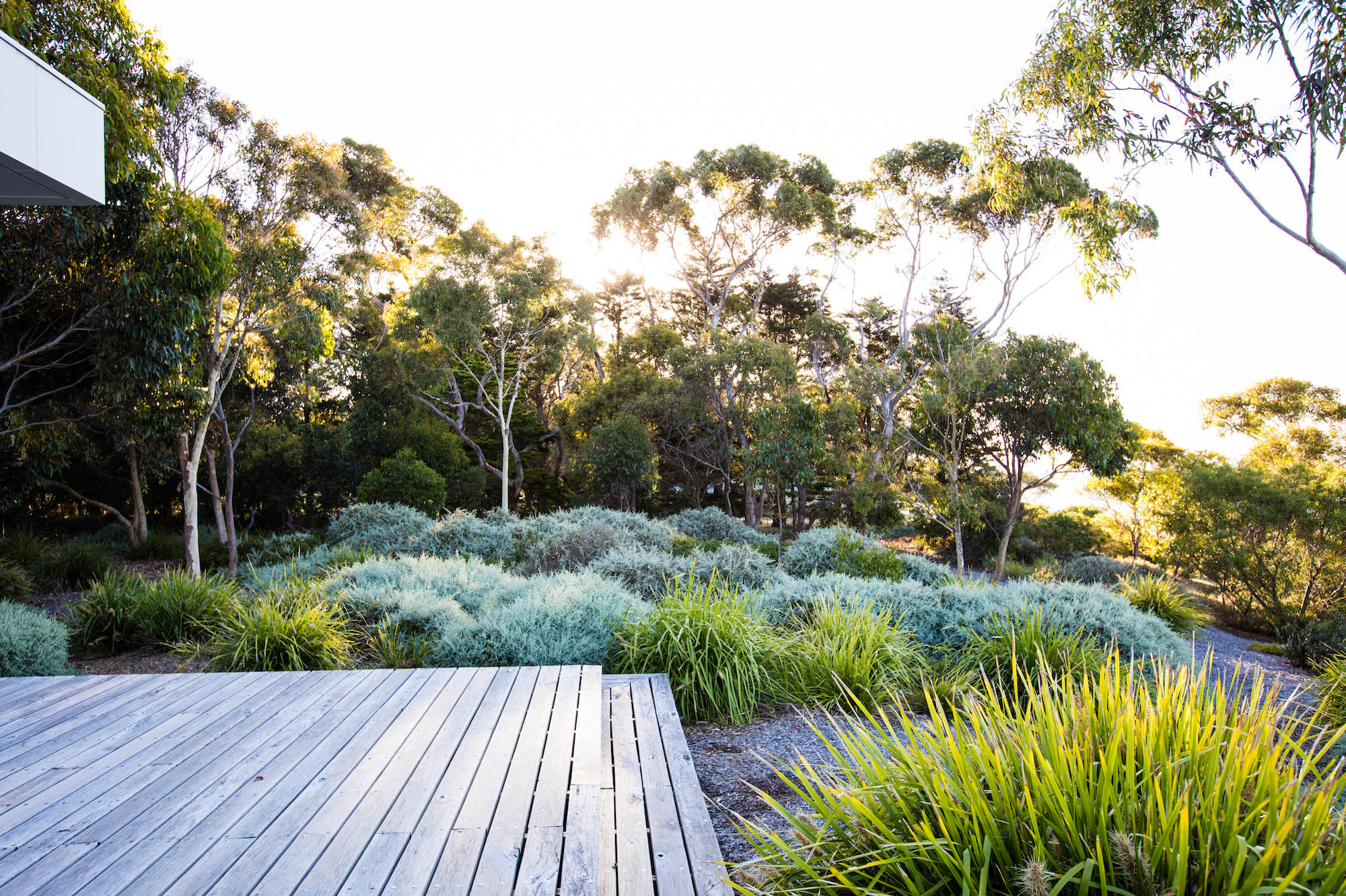 Curlewis — Sam Cox Landscape