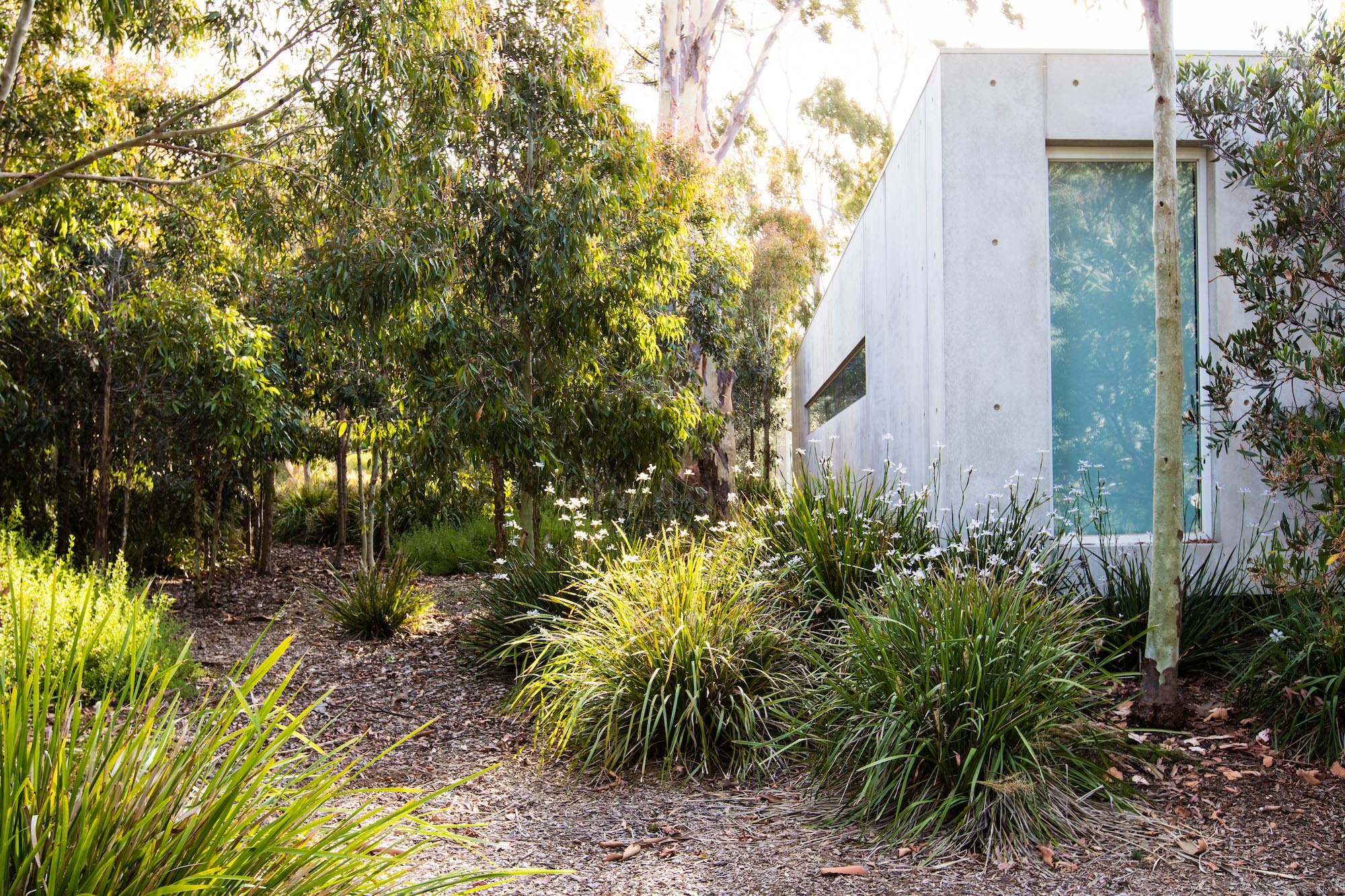 Curlewis — Sam Cox Landscape