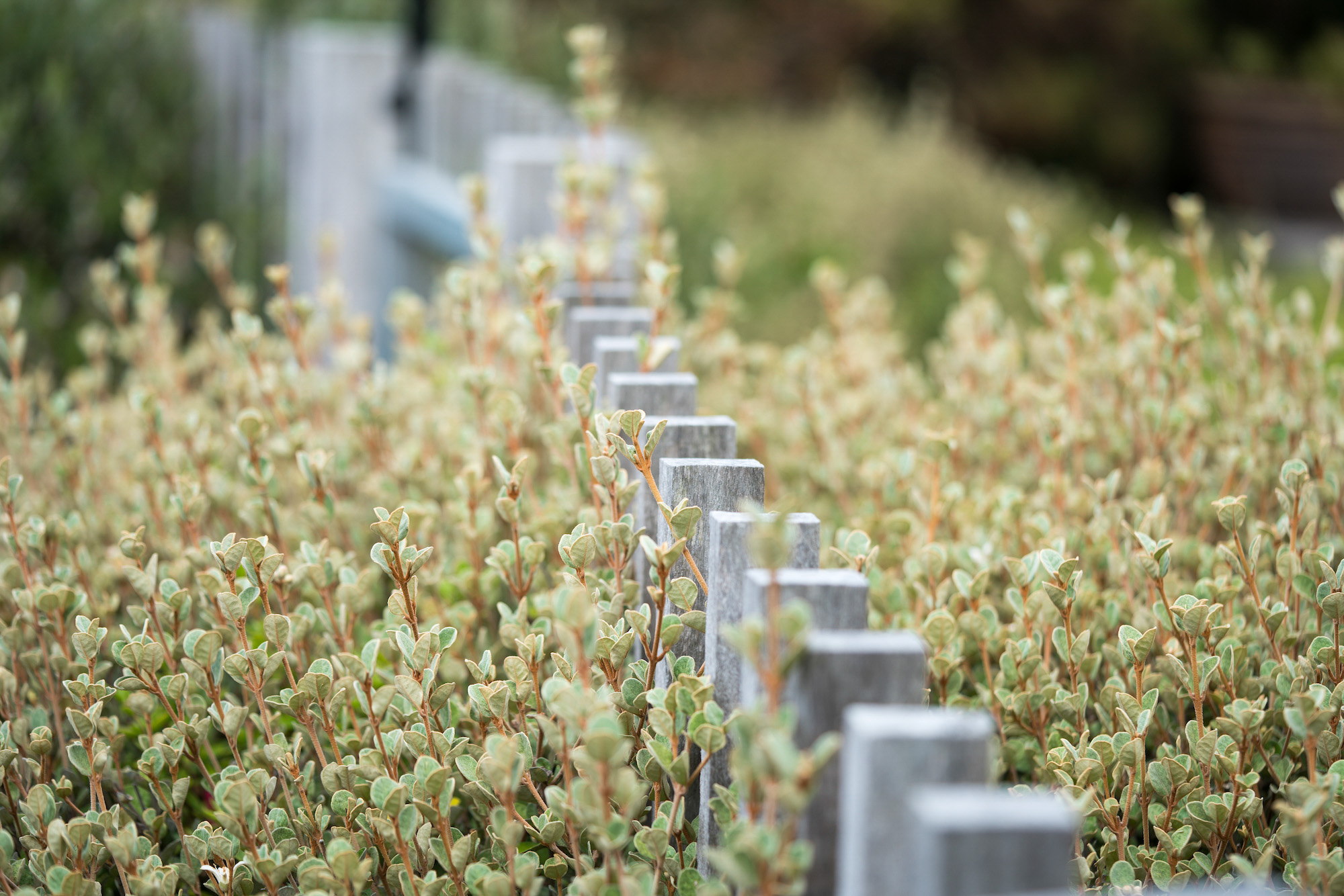 Australian natural style gardens by Sam Cox Landscape