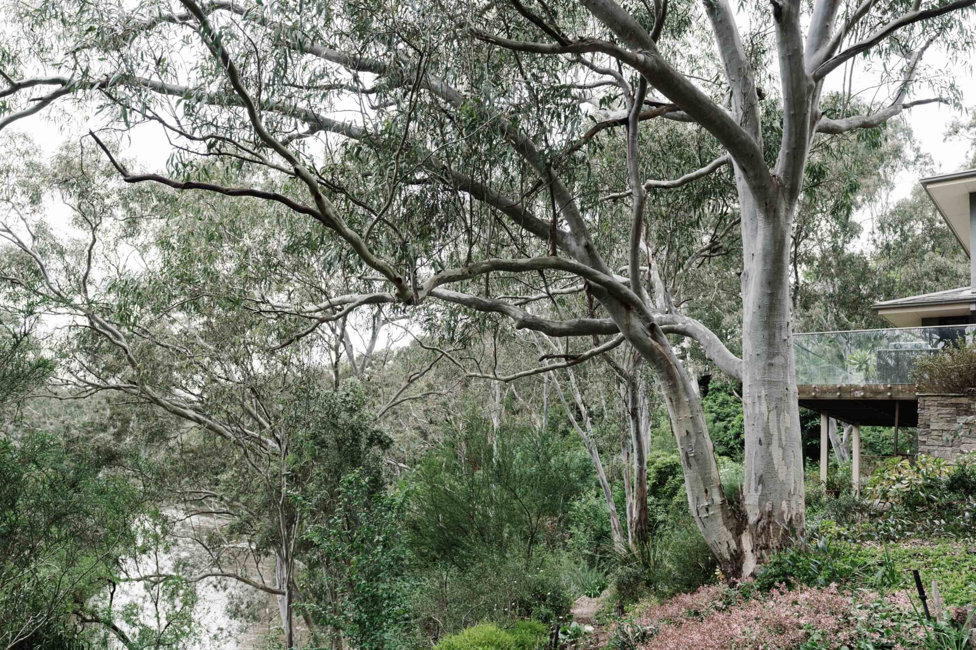 Australian natural style gardens by Sam Cox Landscape