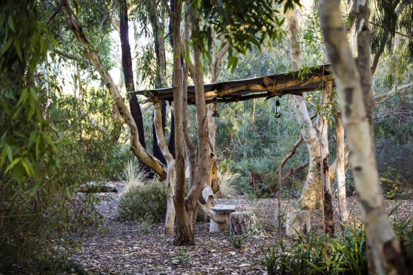 Redgums — Sam Cox Landscape