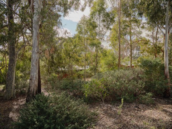 Bush Landscape by Gordon Ford and Sam Cox — Sam Cox Landscape
